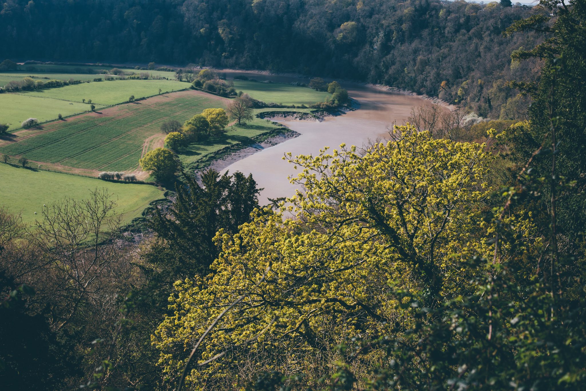 Funding for tree planting in River Wye Catchment - Rural Advisor