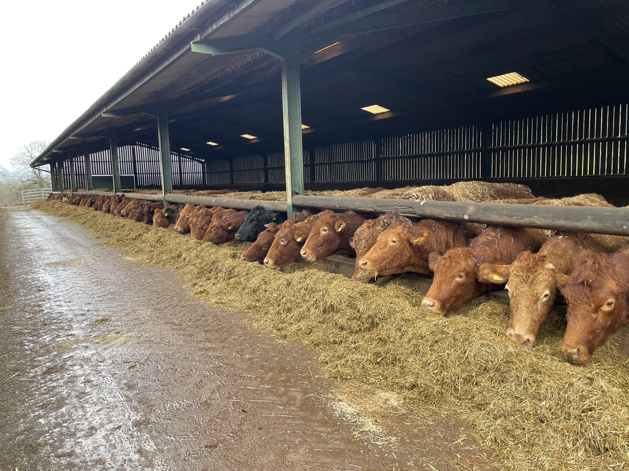 Recent Planning Success for Covered Muck Store in Herefordshire - Rural ...